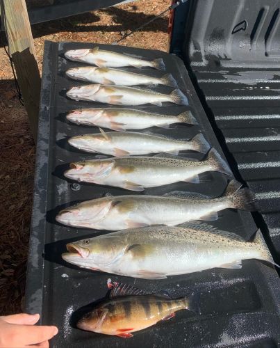 Dogfish and Skates | TW’s Bait & Tackle | Outer Banks Fishing Report