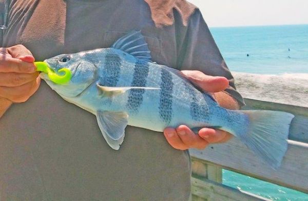 Jennette's Pier Fishing Report | Jennette's Pier | Outer Banks Fishing ...