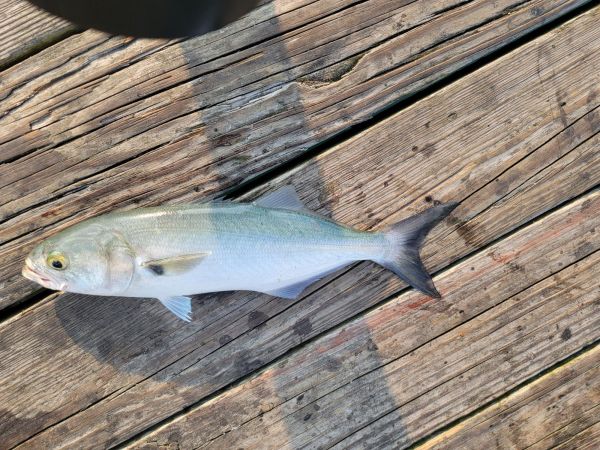 Jennette's Pier Fishing Report | Jennette's Pier | Outer Banks Fishing ...