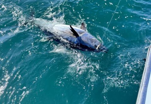 Outer Banks Fishing Reports | Outer Banks This Week