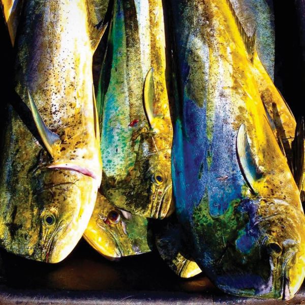 Wicked Fishing at OBX Marina