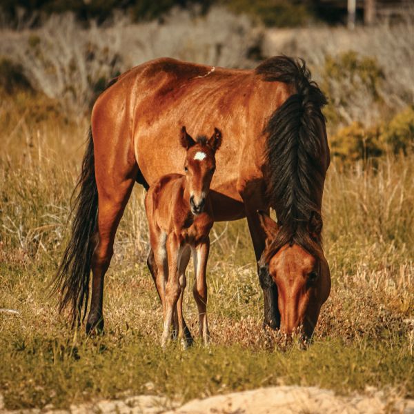 The Corolla Wild Horse Fund shares The Secret of Corolla