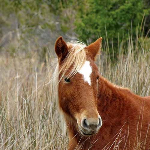 A Better Understanding of the Banker Horses