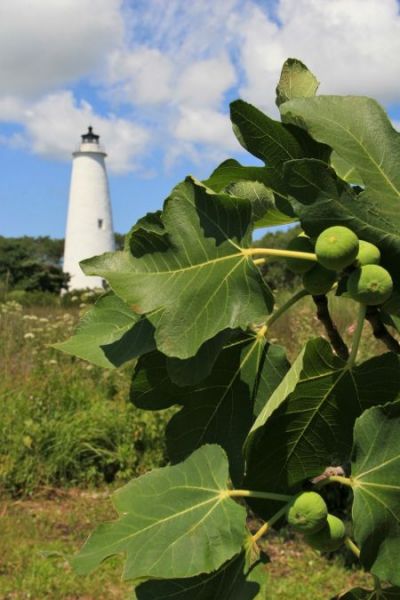 Did You Pickum the Figums? Ocracoke Island's Fig Culture | Outer Banks, NC