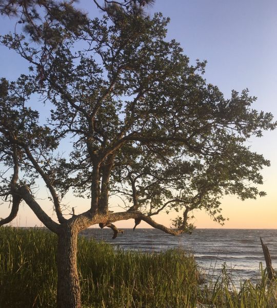 Hiking or Forest Bathing? Where to Find the Woods on the Outer Banks