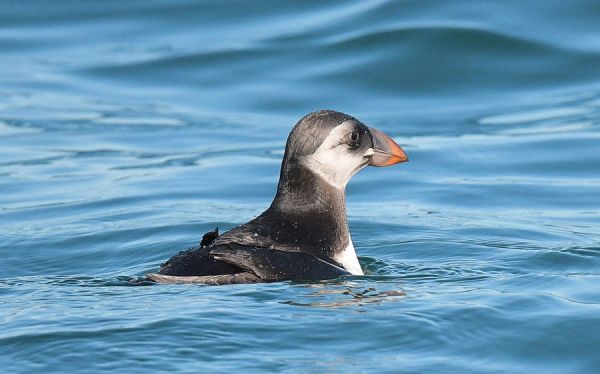 Outer Banks Winter Adventures: Pelagic Birding in the Gulf Stream ...