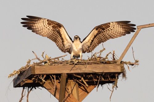 where do ospreys migrate from