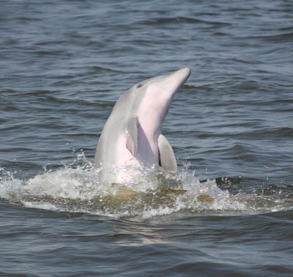 Go Wild for Dolphin Tours on the Outer Banks | Outer Banks, NC