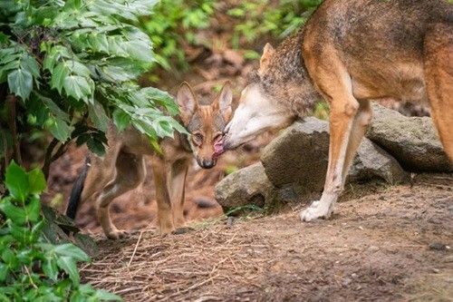 rivalries red wolves