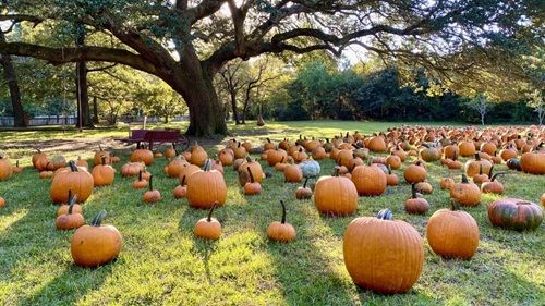 Halloween Happenings on the Outer Banks: A Spooktacular Lineup for All ...