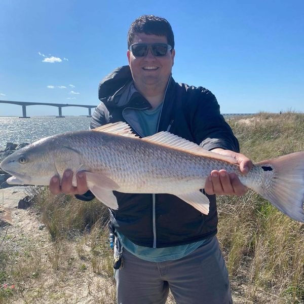 Drum And Bluefish Bite Is Hot | TW’s Bait & Tackle | Outer Banks ...