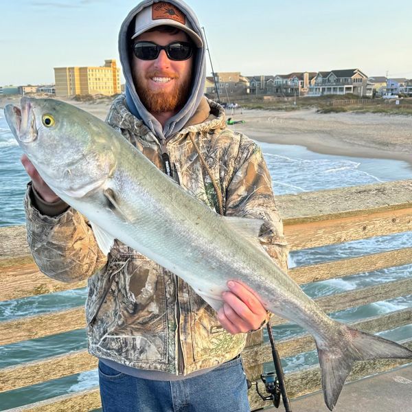 Bluefish Are Showing Up | TW’s Bait & Tackle | Outer Banks Fishing Report