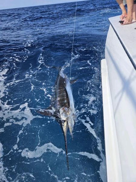 Billfish Have Begun To Show Up | TW’s Bait & Tackle | Outer Banks ...