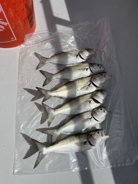 Blue Fish bite is HOT | Miss Oregon Inlet II Head Boat Fishing | Outer ...