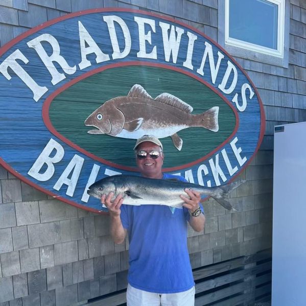 Monster Bluefish | Tradewinds Tackle Shop | Outer Banks Fishing Report