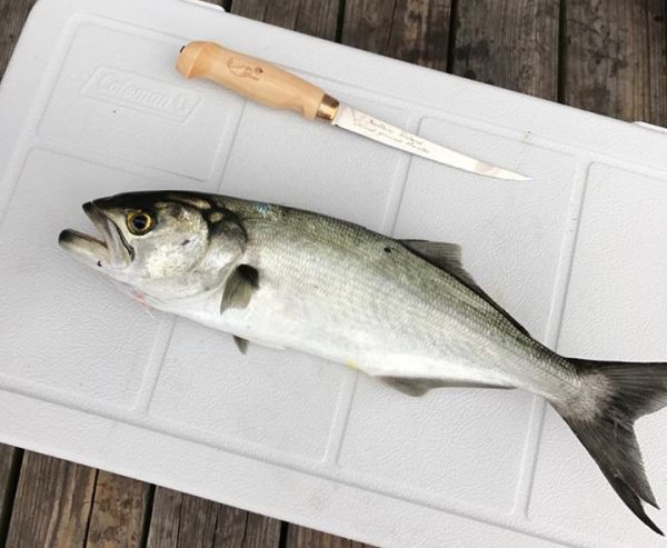 Warmer Water | Jennette's Pier | Outer Banks Fishing Report