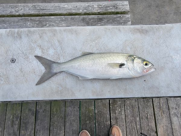 Jennette's Pier Fishing Report | Jennette's Pier | Outer Banks Fishing ...