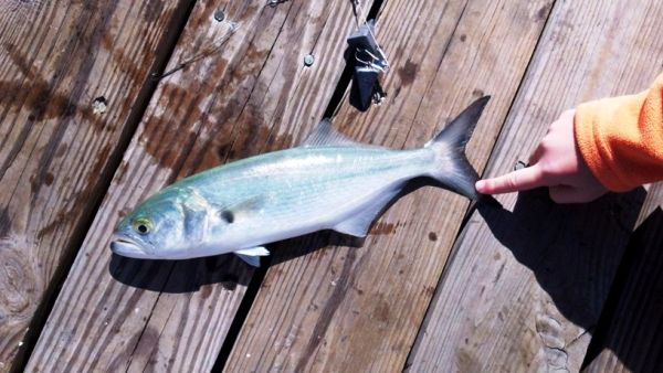 Jennette's Pier Fishing Report | Jennette's Pier | Outer Banks Fishing ...