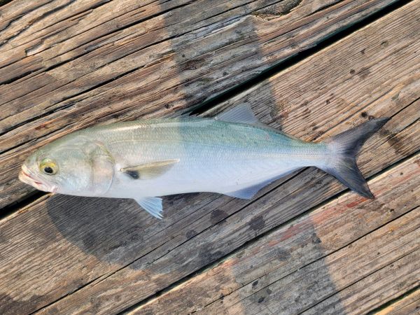 Bluefish! | Jennette's Pier | Outer Banks Fishing Report