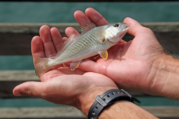 Jennette's Pier Fishing Report | Jennette's Pier | Outer Banks Fishing ...