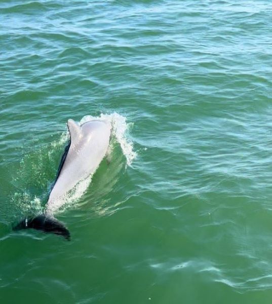 Might See Dolphins Monday | Miss Oregon Inlet II Head Boat Fishing ...