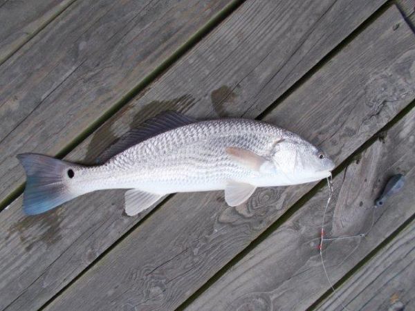 Jennette's Pier Fishing Report | Jennette's Pier | Outer Banks Fishing ...