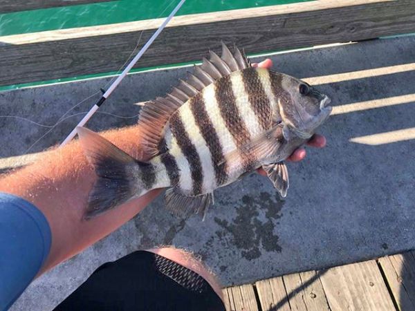 Jennette's Pier Fishing Report | Jennette's Pier | Outer Banks Fishing ...