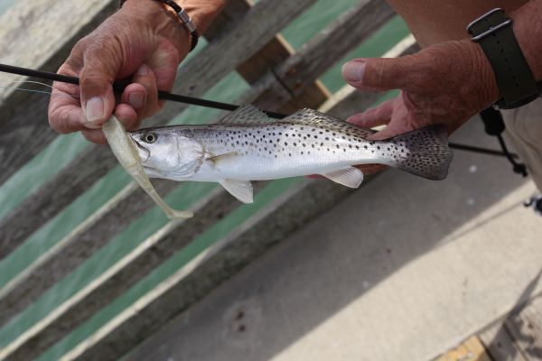 Jennette's Pier Fishing Report | Jennette's Pier | Outer Banks Fishing ...