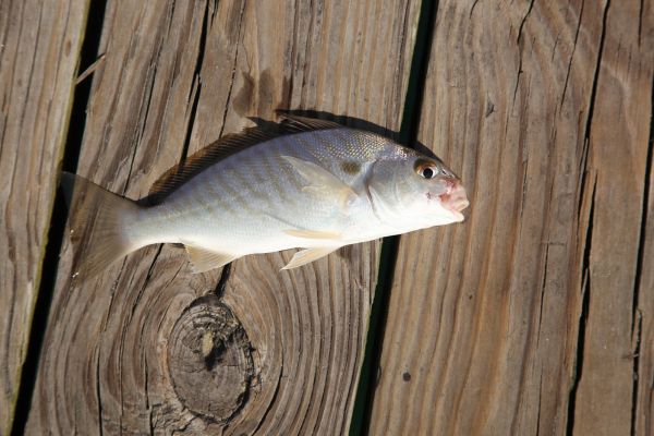 Jennette's Pier Fishing Report | Jennette's Pier | Outer Banks Fishing ...