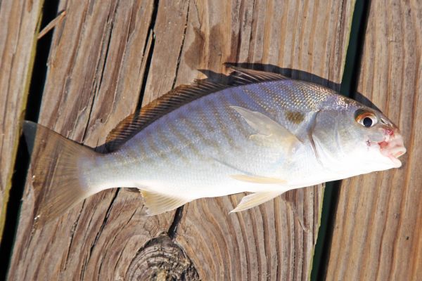 Feels like Fall | Jennette's Pier | Outer Banks Fishing Report