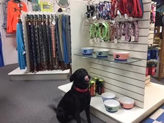 Dog Collars and Leashes | OBX Bait & Tackle Corolla Outer Banks | Outer ...