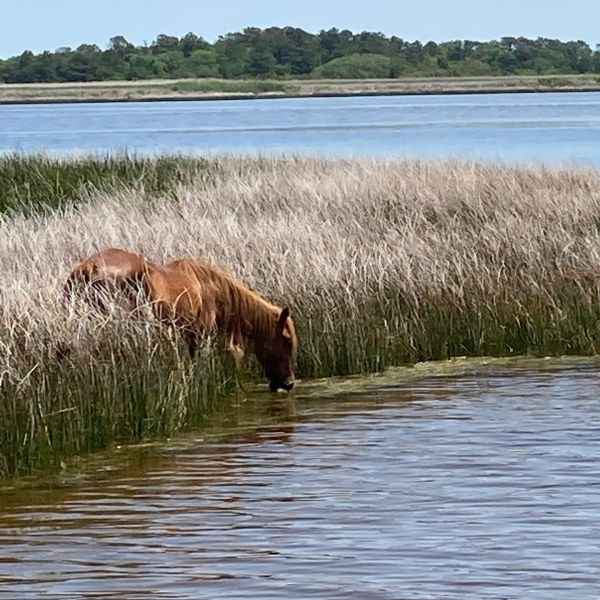 Wildlife Boat Cruises | OBX Bait & Tackle Corolla Outer Banks | Outer ...